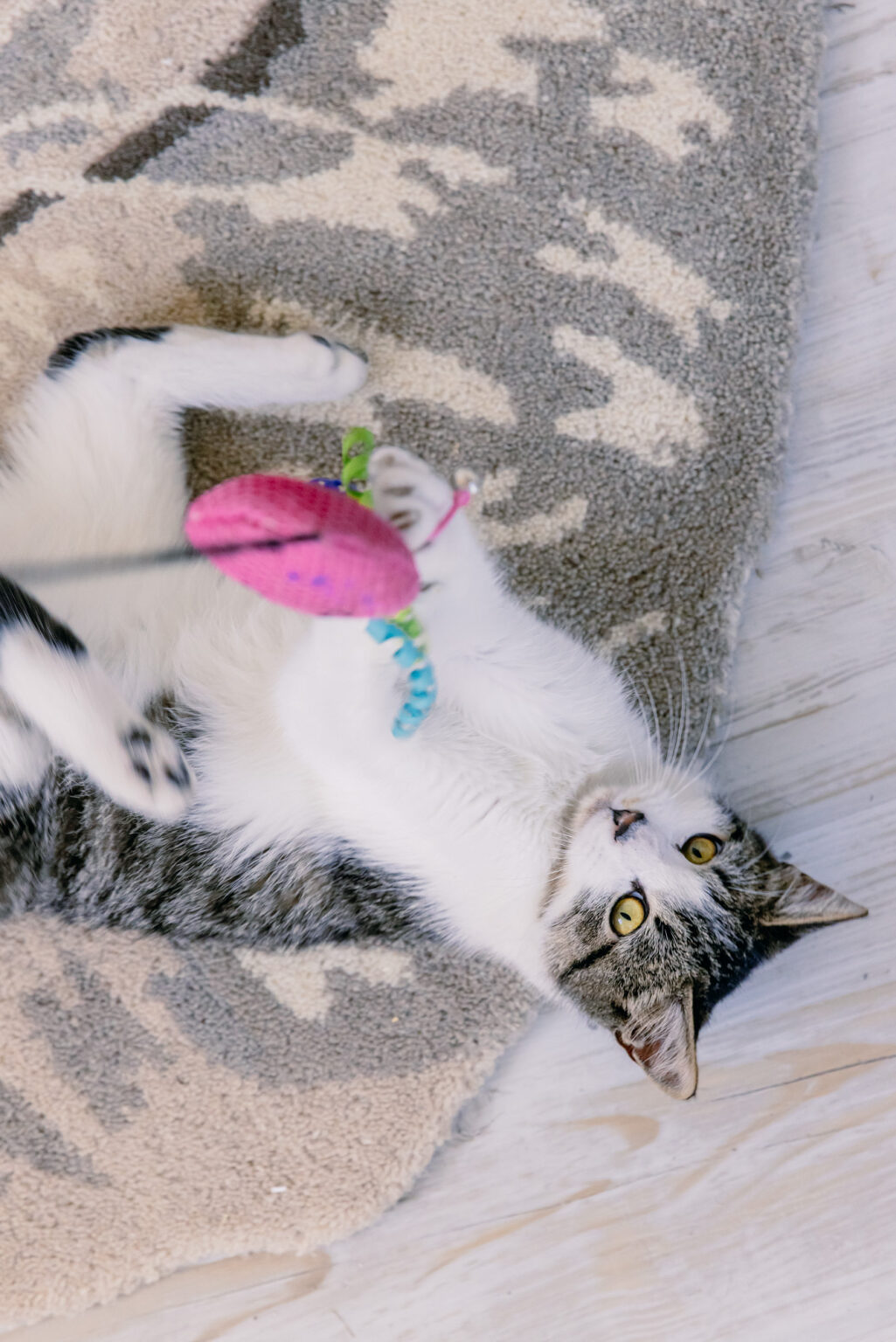 Cat Adoption in Kansas City | Always & Furever Midwest Animal Sanctuary