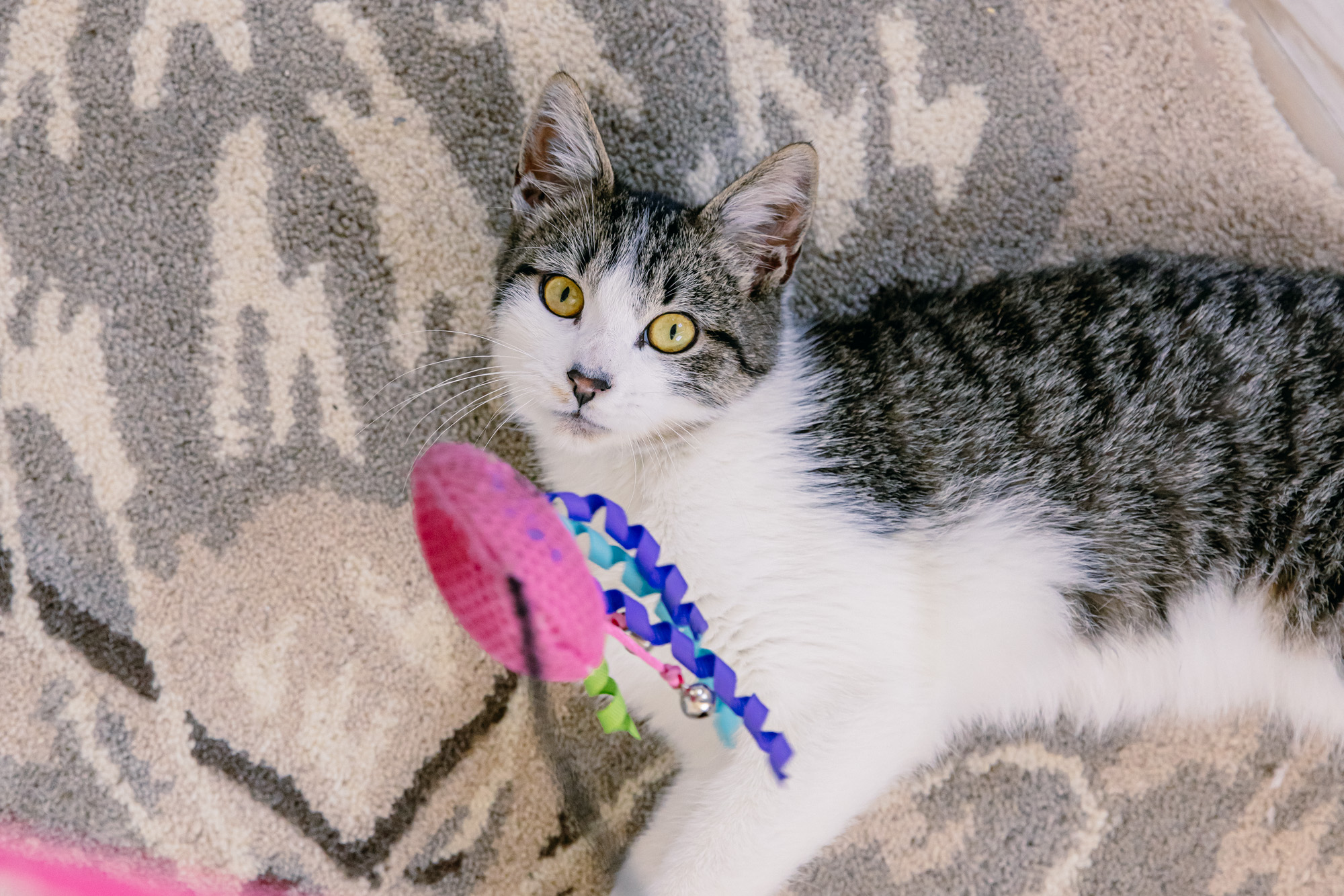 Cat Adoption in Kansas City | Always & Furever Midwest Animal Sanctuary